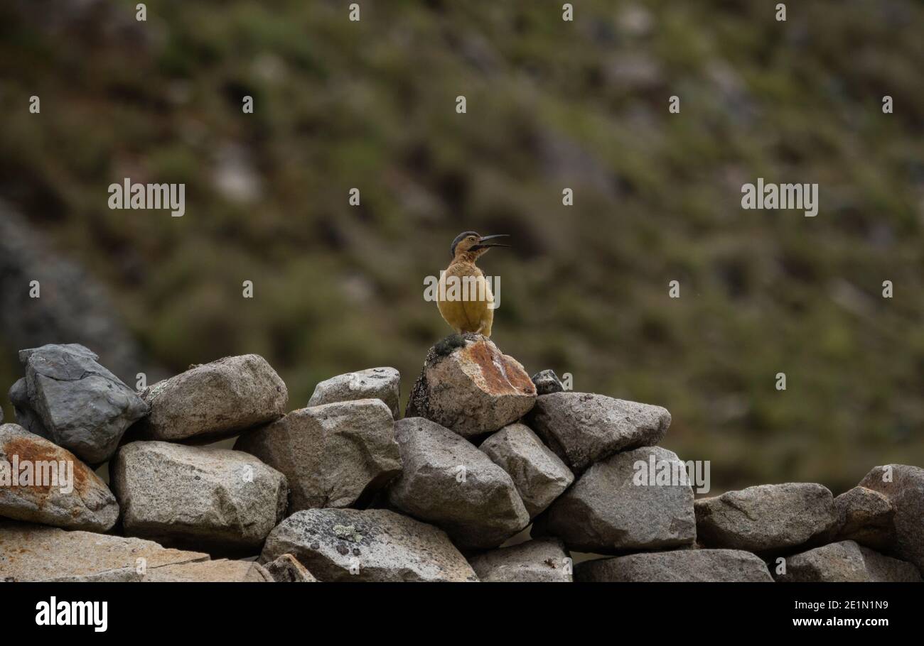 Closeup portrait of Andean flicker Colaptes rupicola woodpecker bird ...