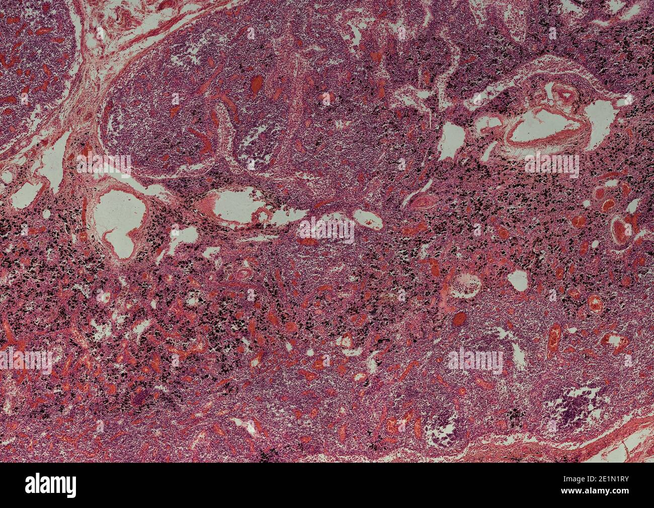 cross section cut of human body cells under a scientific microscope ...