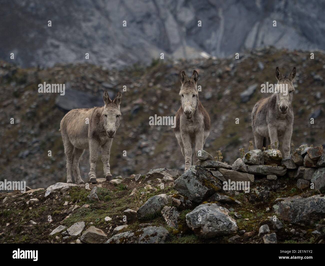 Donkeys mule herd idyllic alpine snowcapped andes mountain panorama ...