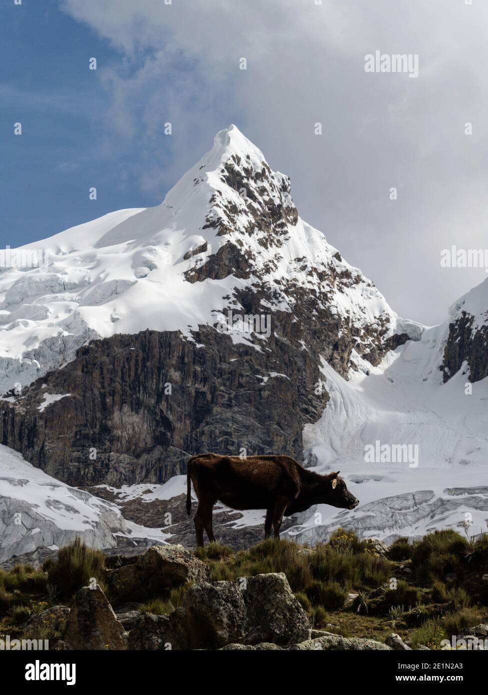 Panorama view of brown cow in front of massive peak on Cordillera ...
