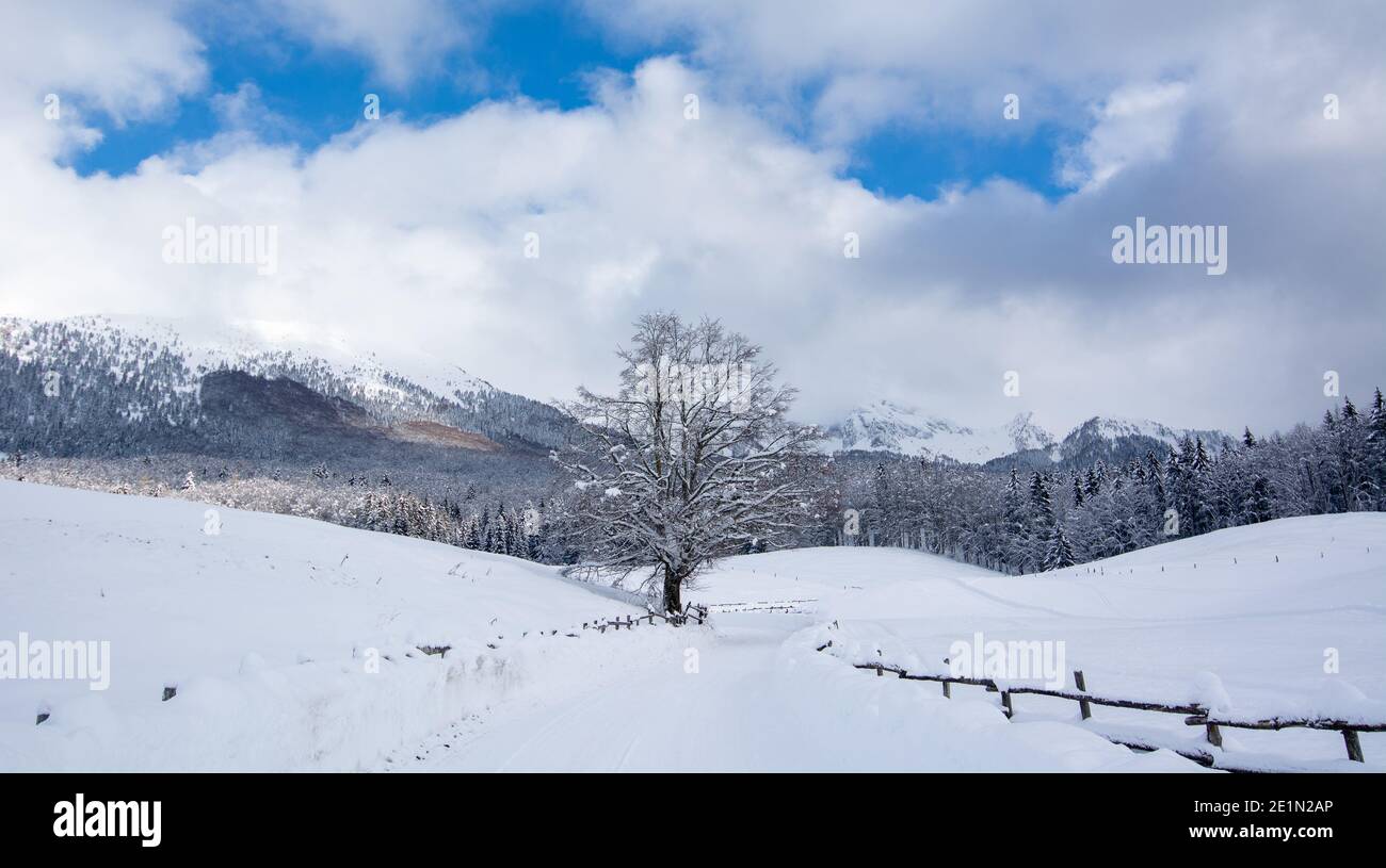 a beautiful snowy tree in the mountains Stock Photo - Alamy