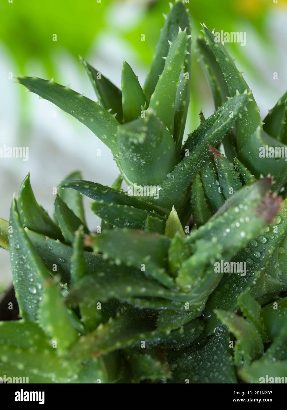Aloe anatomy hi-res stock photography and images - Alamy
