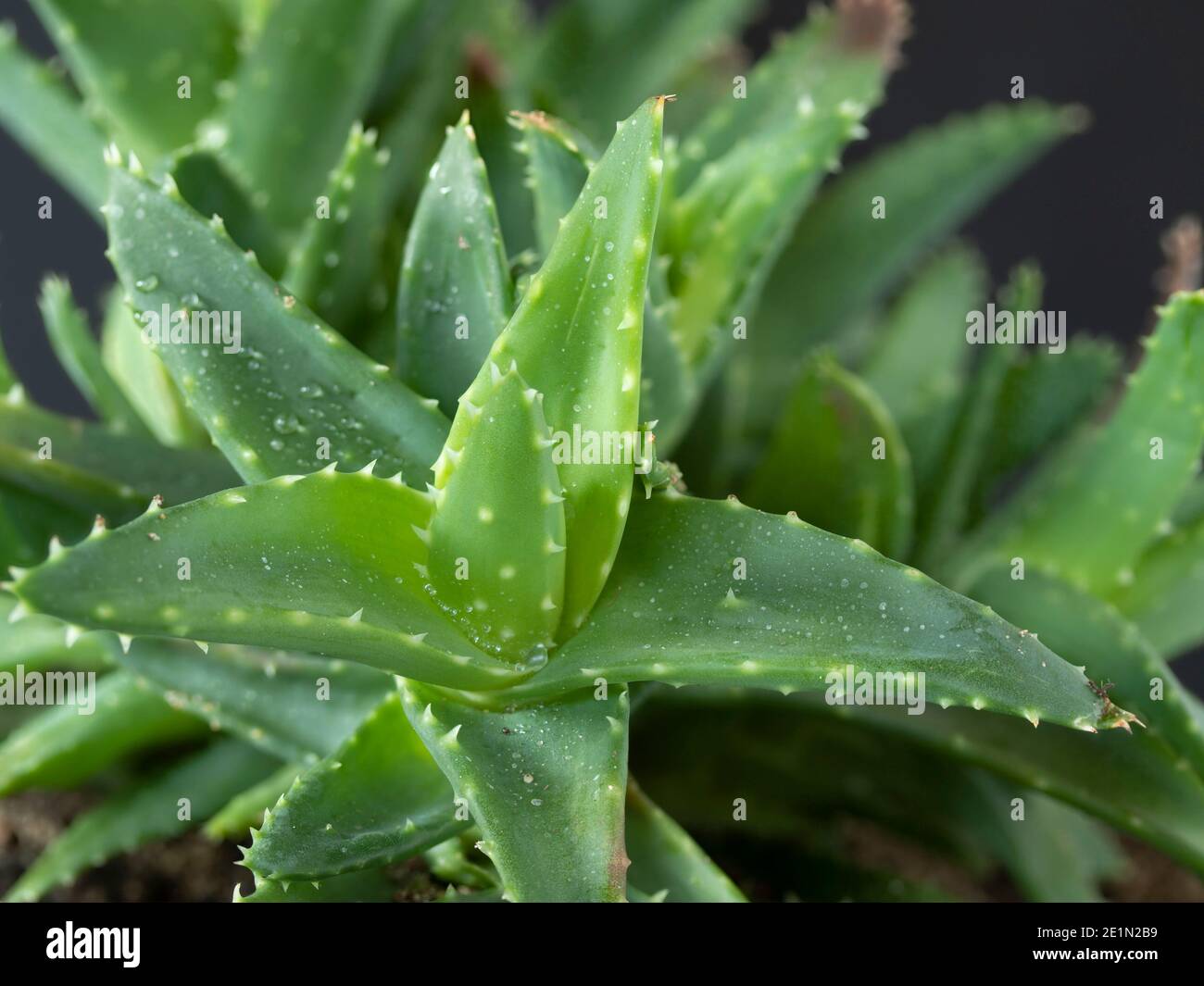 Close up Aloe Vera plant showing patterns and texture Stock Photo - Alamy