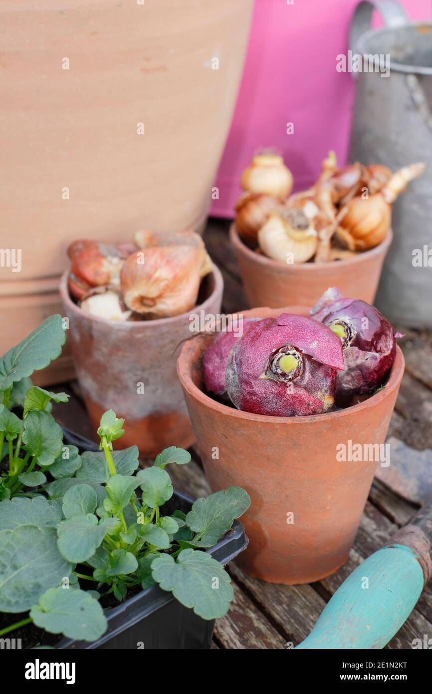 Autumn bulbs. Preparing to plant bulbs in a pot in autumn. Spring ...