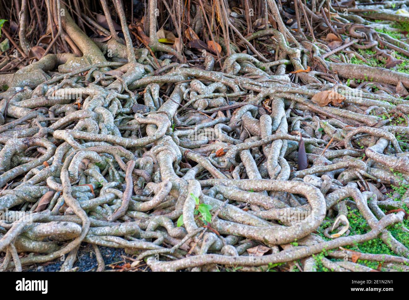 Tangled plants hi-res stock photography and images - Alamy