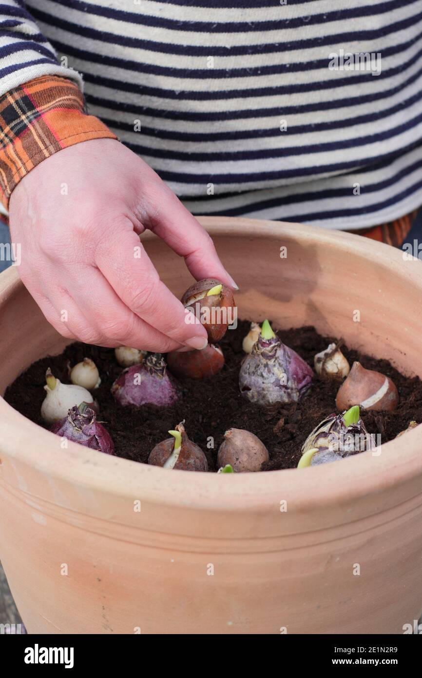 Autumn bulbs. Man planting bulbs in container including tulip, hyacinth and grape hyacinth ...