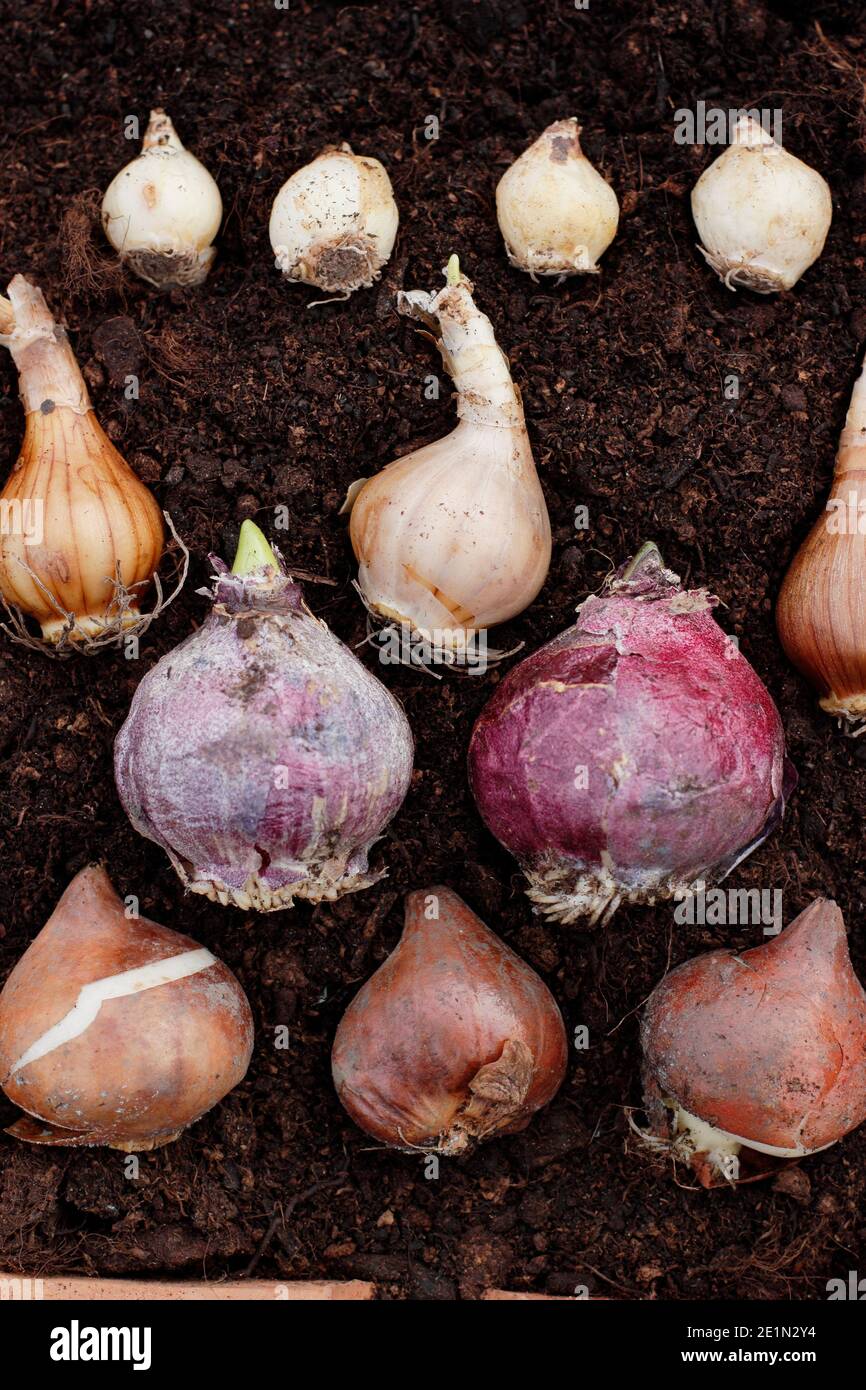 Tulip bulb cross section hi-res stock photography and images - Alamy