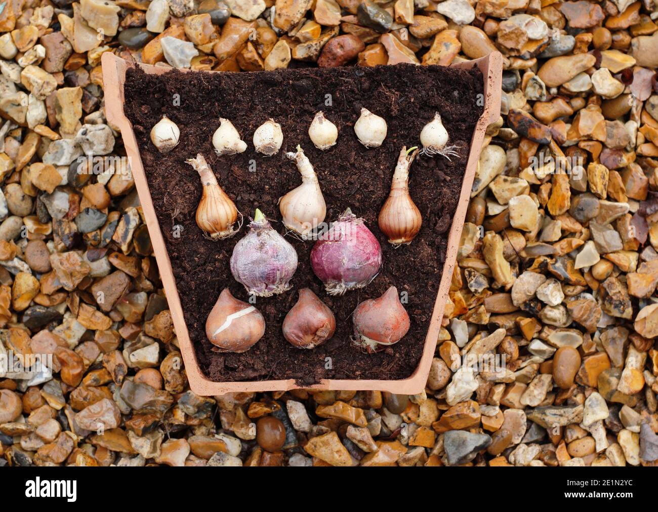 Bulb lasagne. Cross section to illustrate bulb layering to achieve a ...