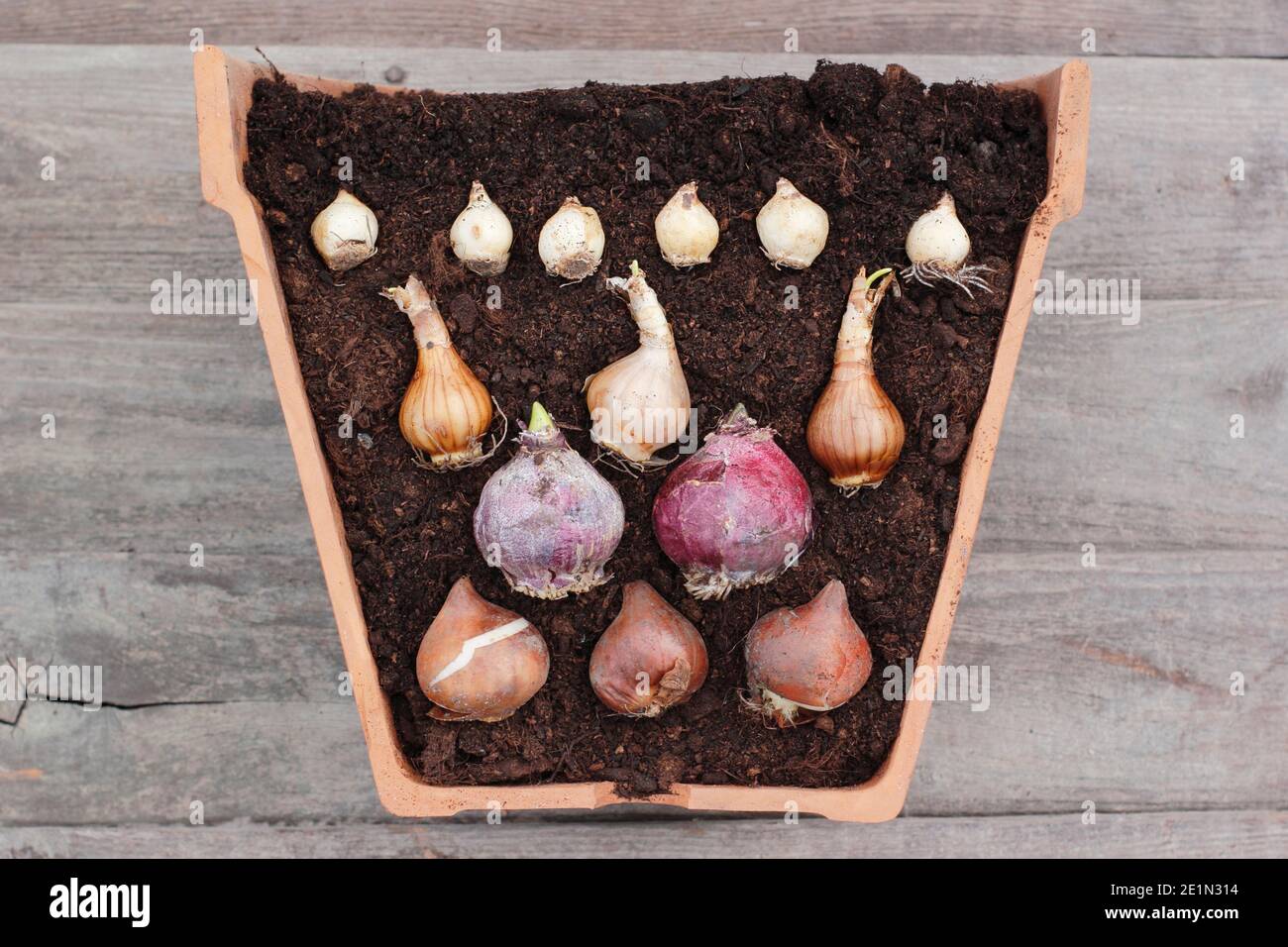 Tulip bulb cross section hi-res stock photography and images - Alamy