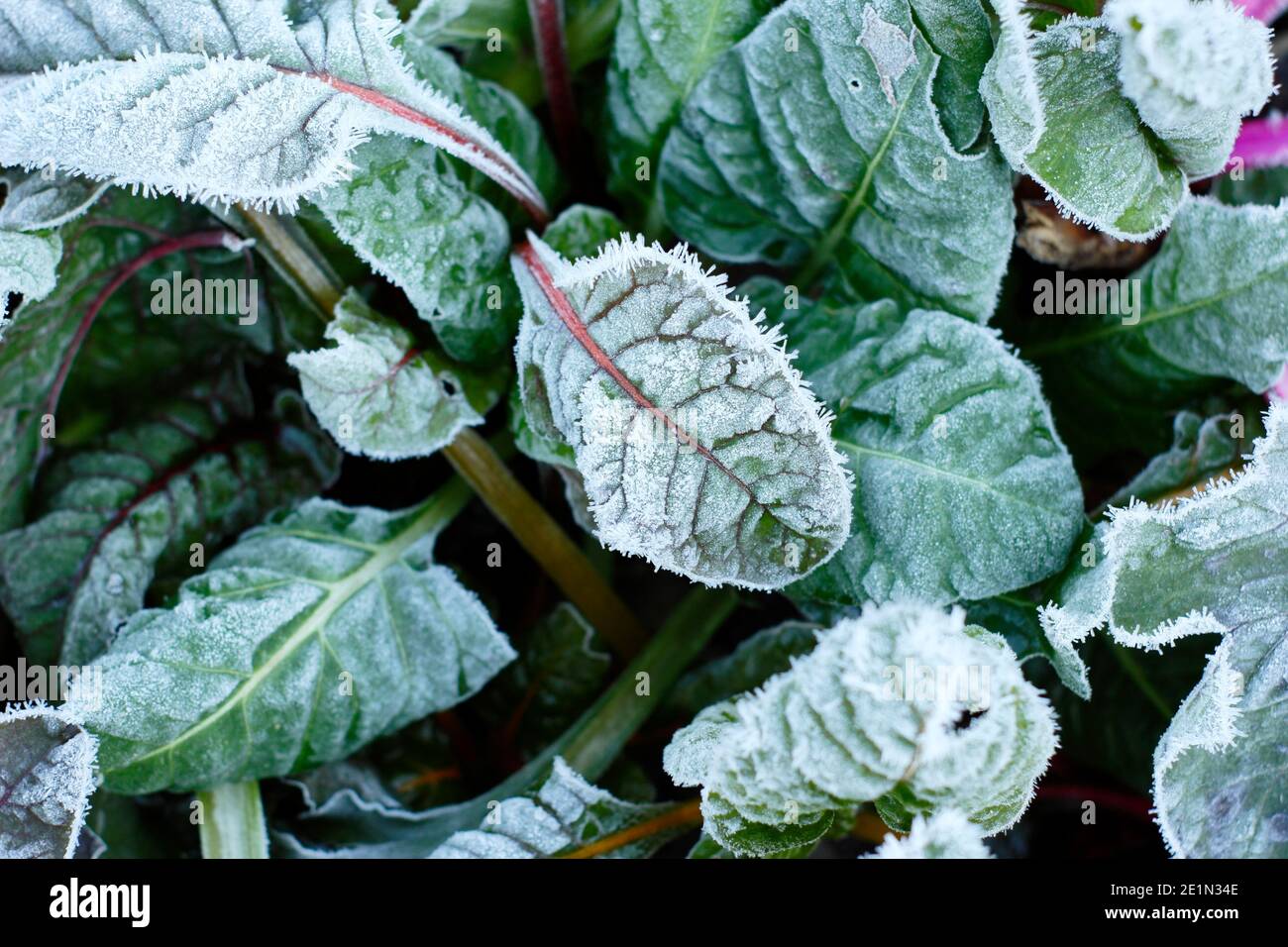 Chard leaves frost hi-res stock photography and images - Alamy