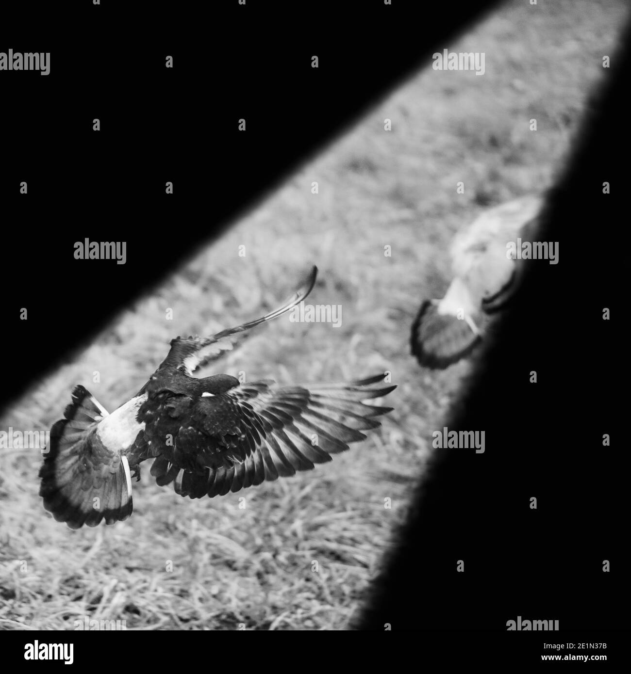 Pigeon on concrete shape Stock Photo - Alamy