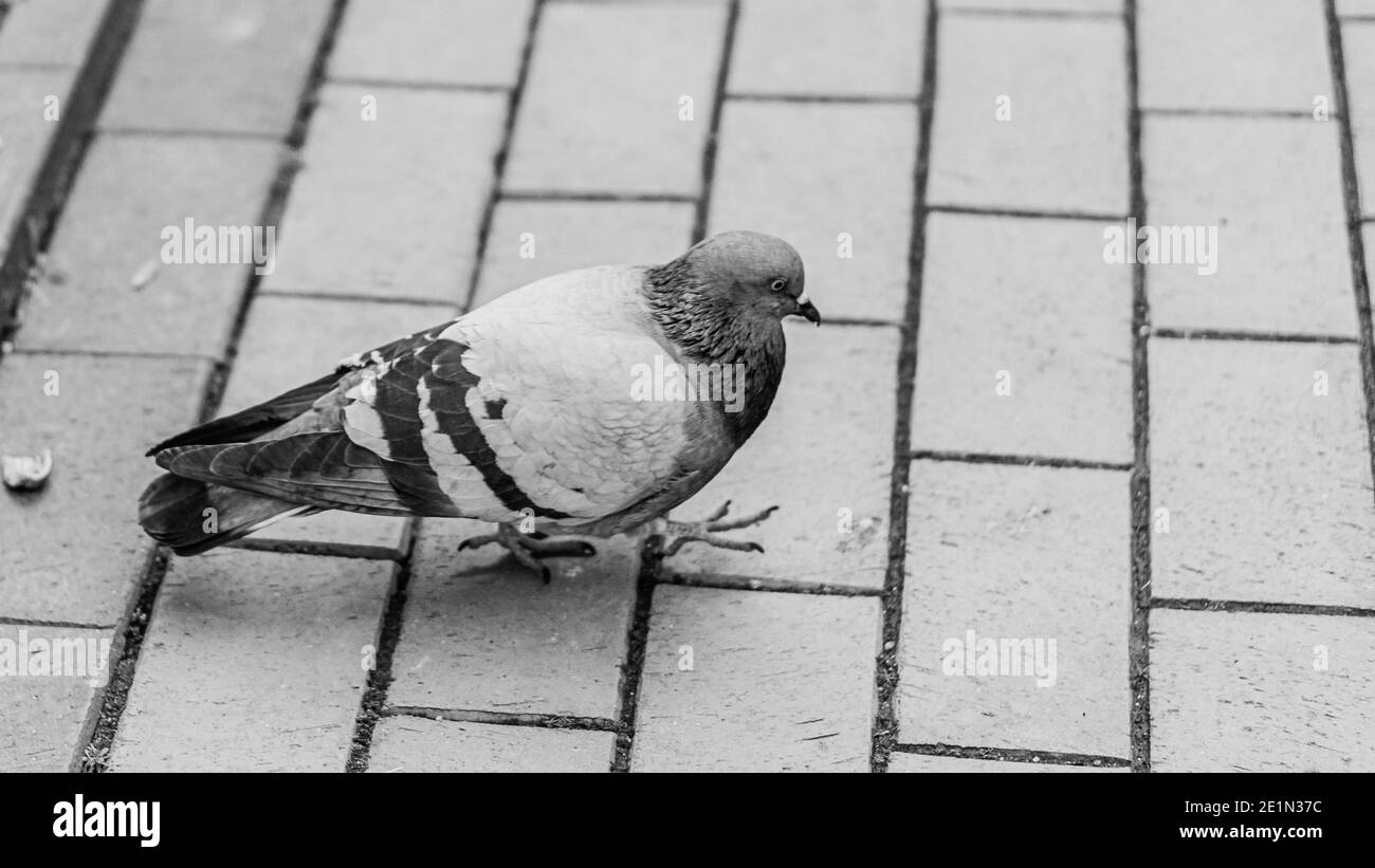 Pigeon on concrete shape Stock Photo - Alamy