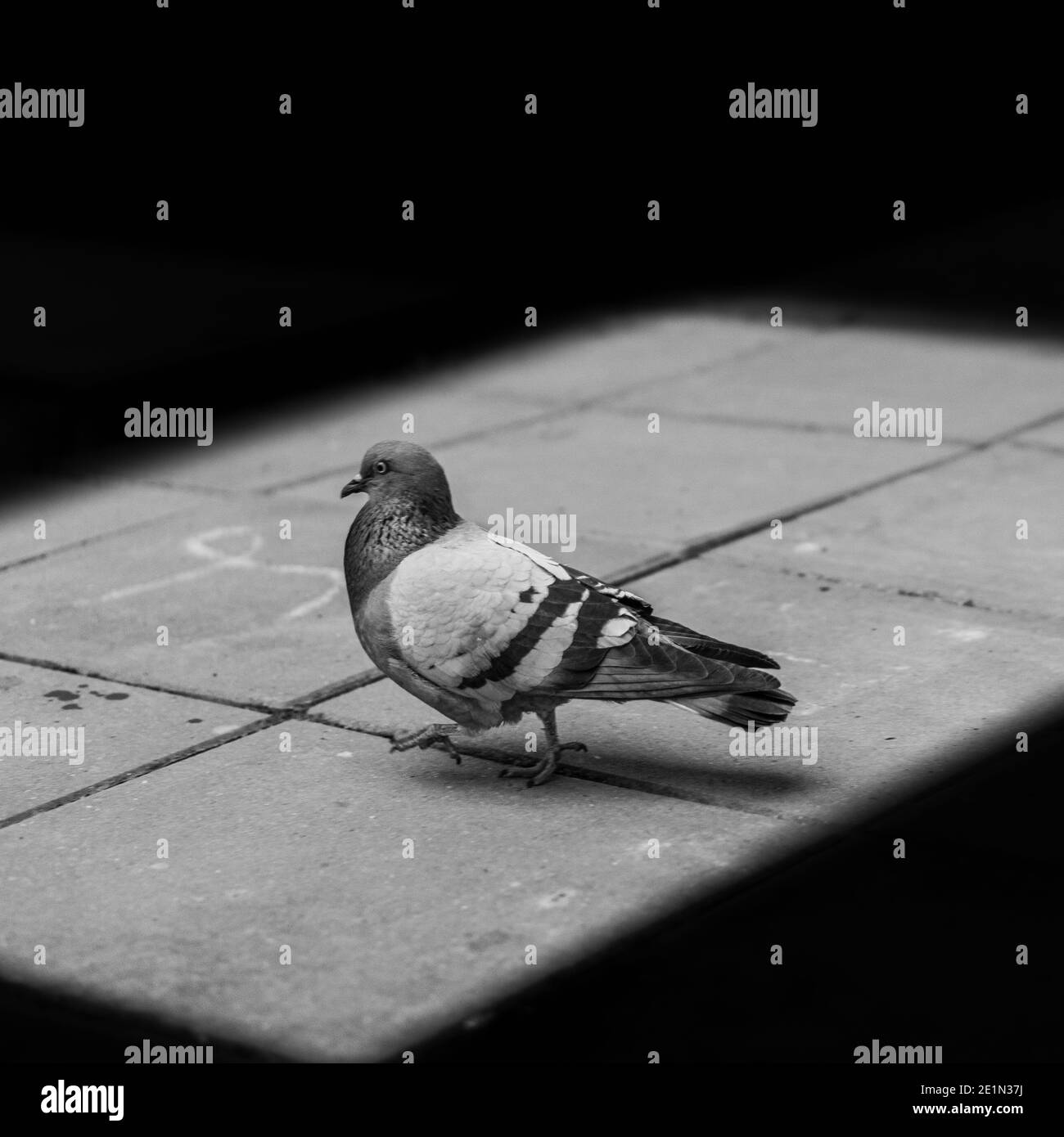 Pigeon on concrete shape Stock Photo - Alamy