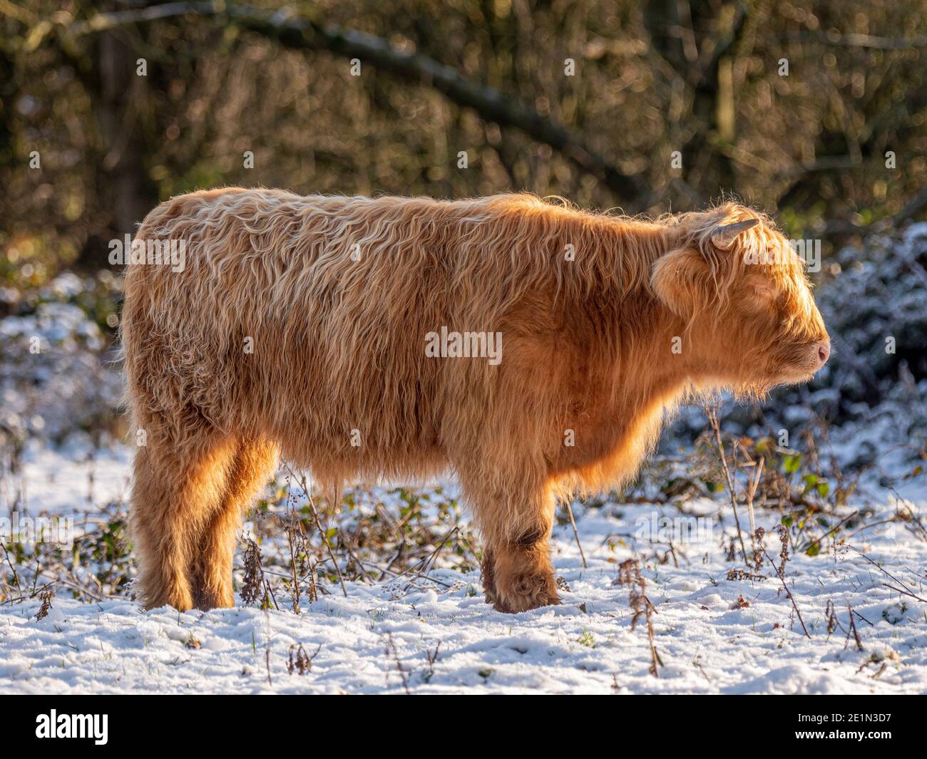 Highland calf snow hi-res stock photography and images - Alamy