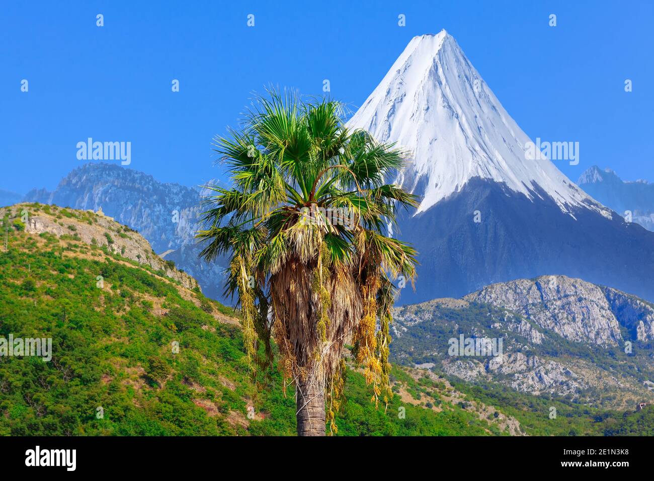Palm tree and snowy peak . Nature in high contrast Stock Photo - Alamy
