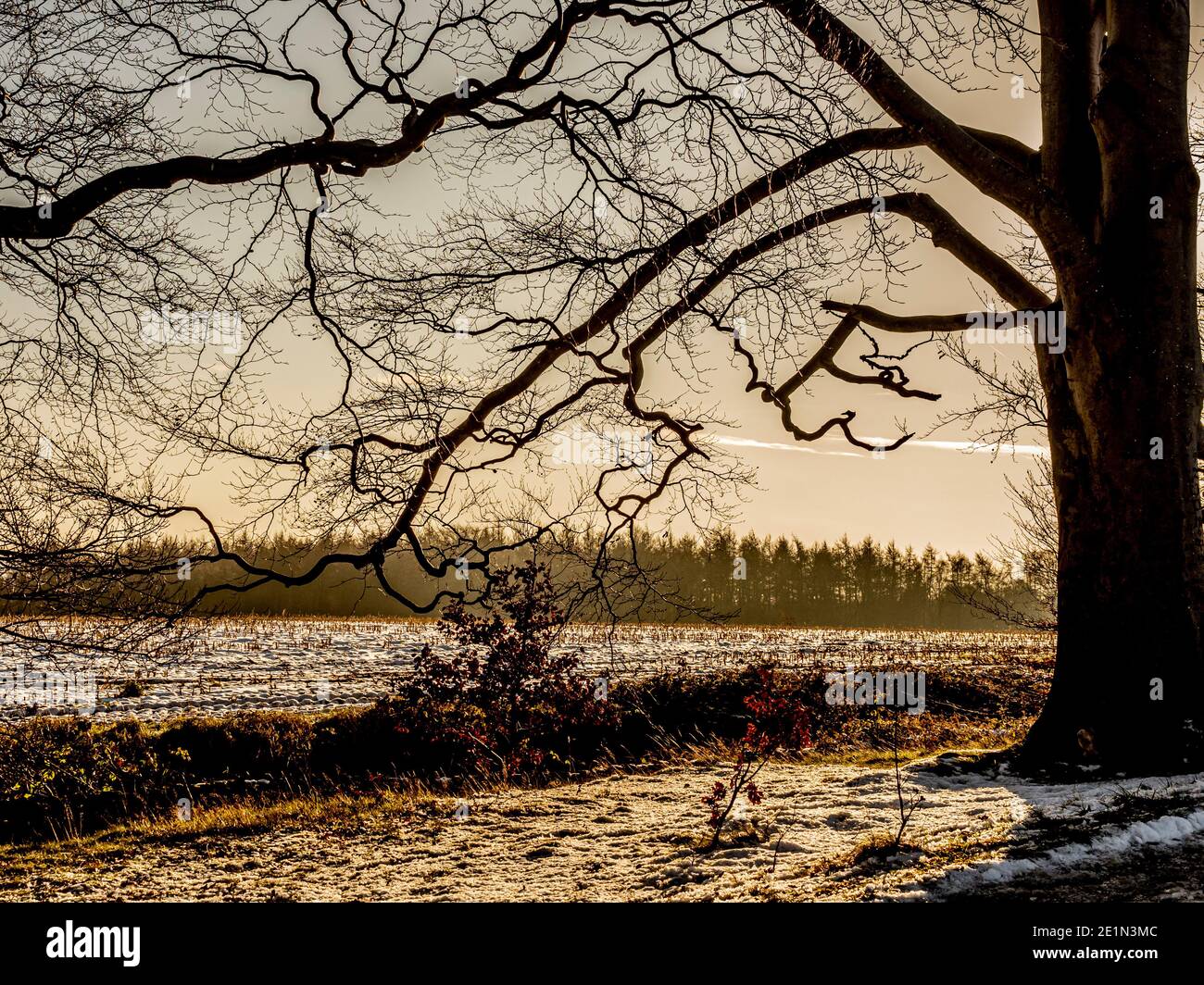 Greave hi-res stock photography and images - Alamy