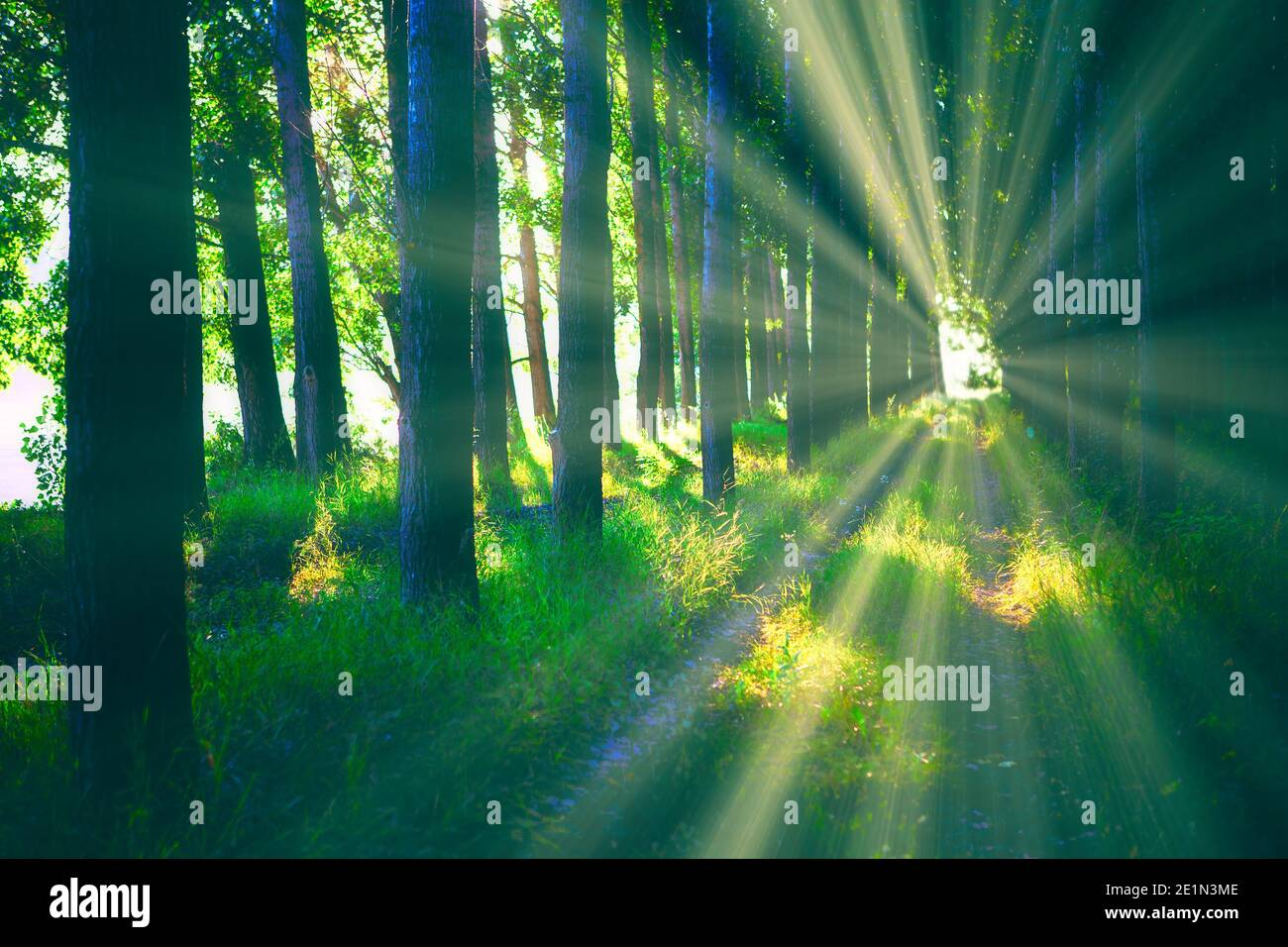 Forest with sunlight . Sun shining through the trees . Walking path in ...