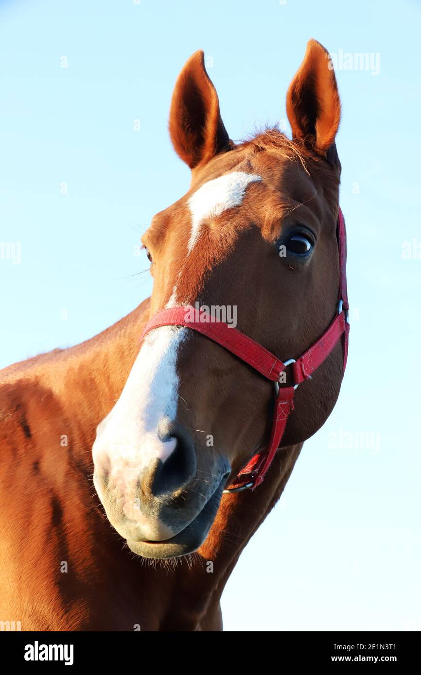 Equine magazine cover hi-res stock photography and images - Alamy