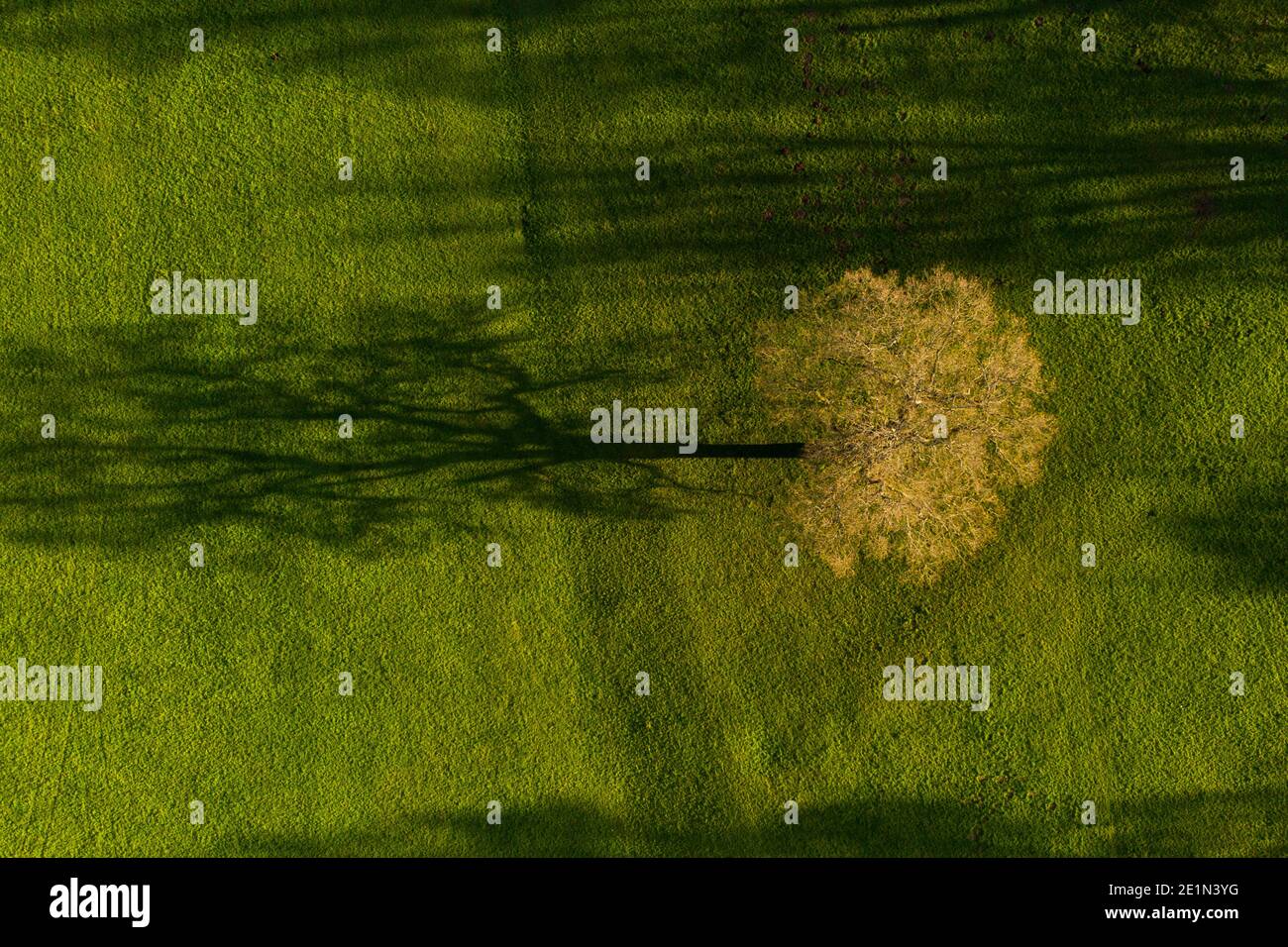Shadow of tree on lawn hi-res stock photography and images - Alamy