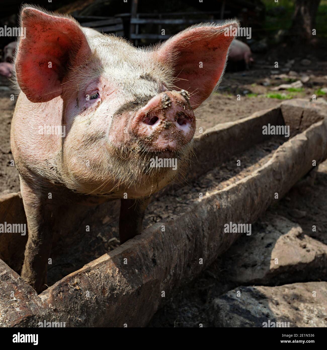pig in pigsty with manger Stock Photo - Alamy