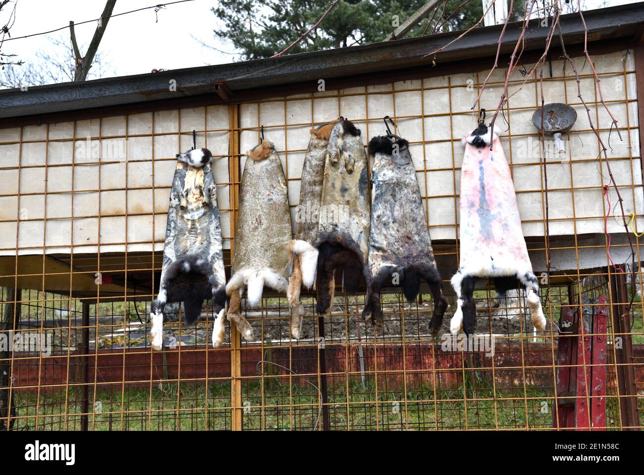 Flaying the skin of a domestic hare traditionally as in the village in ...