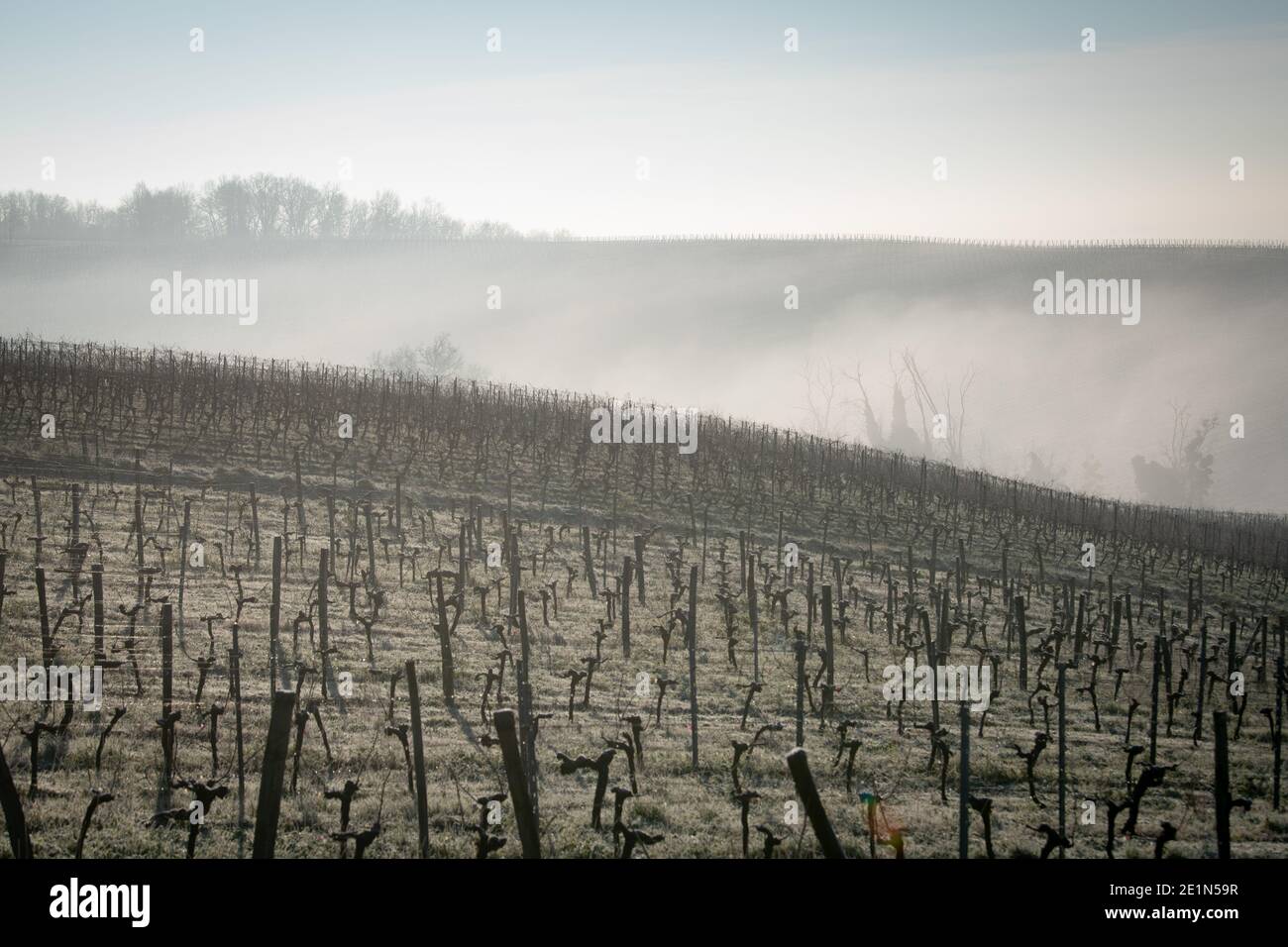 Bordeaux vineyard frost hi-res stock photography and images - Alamy