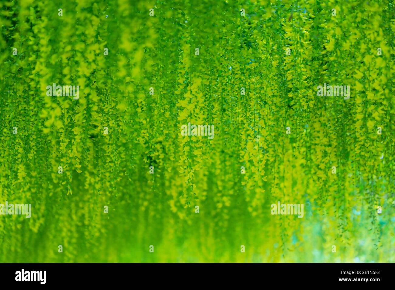 Laburnum Arch High Resolution Stock Photography and Images - Alamy