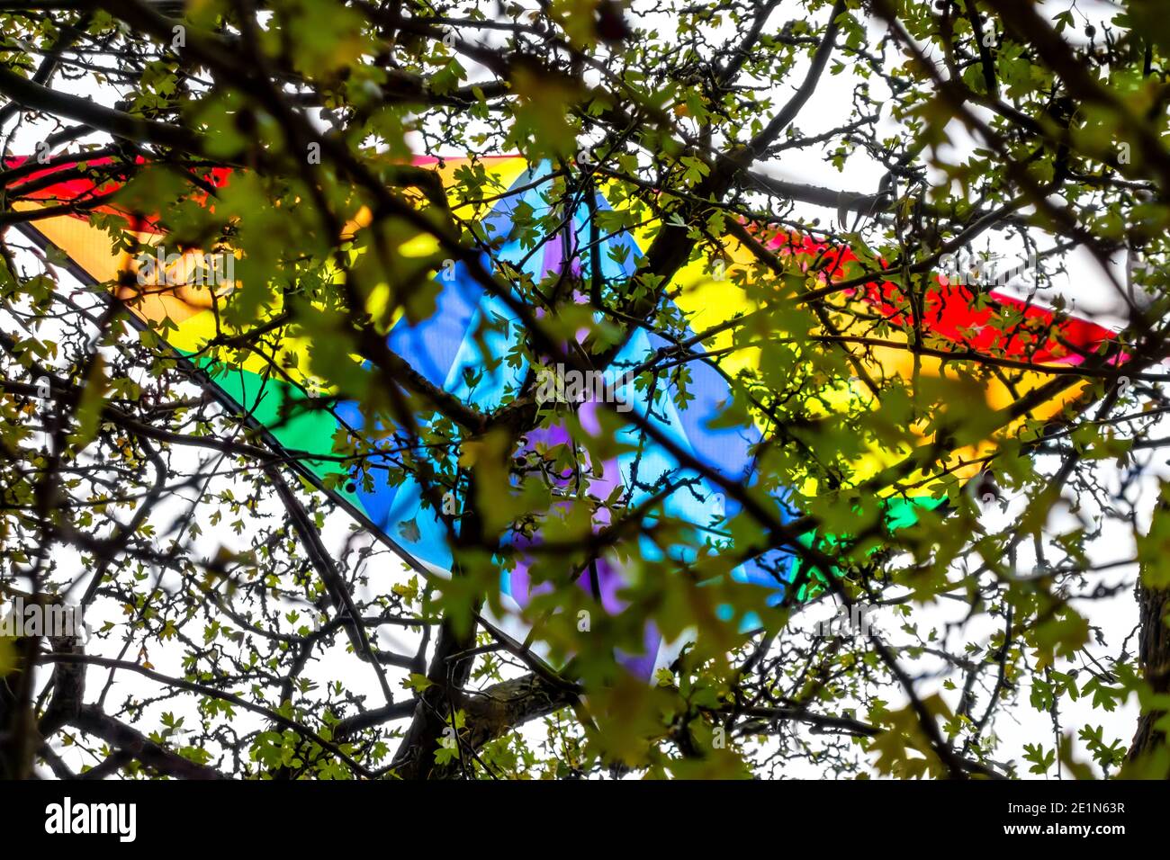 Colourful kite stuck in a tree Stock Photo - Alamy