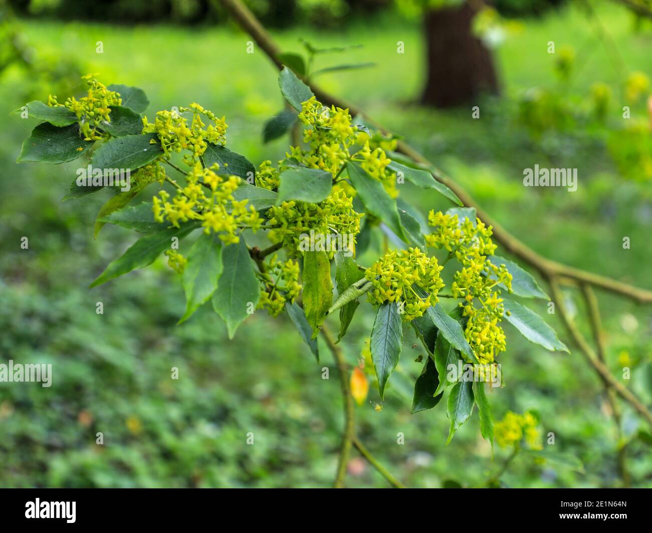 Evergreen spindle tree euonymus myrianthus hi-res stock photography and ...