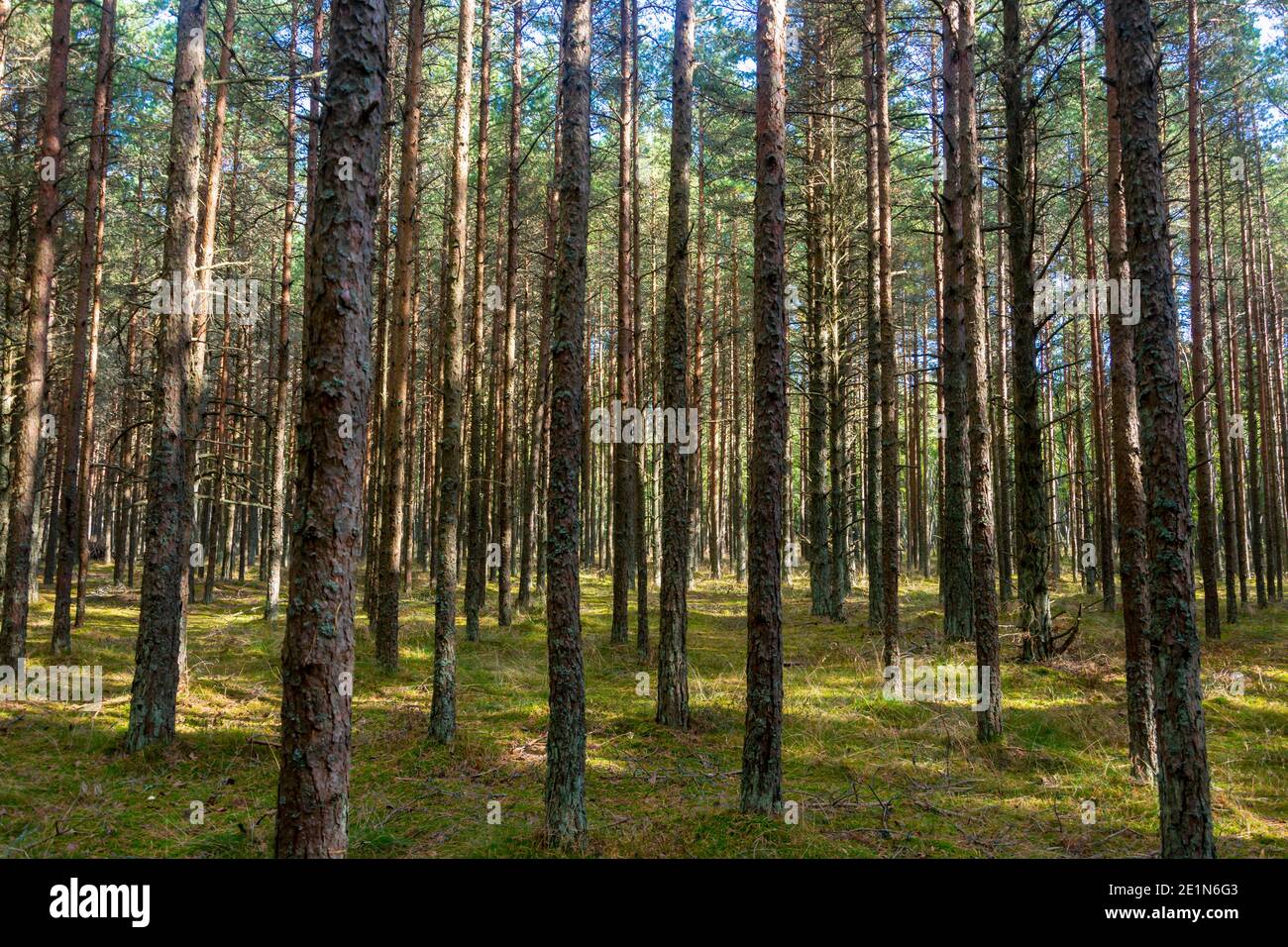 Green trees grass pine trees hi-res stock photography and images - Alamy