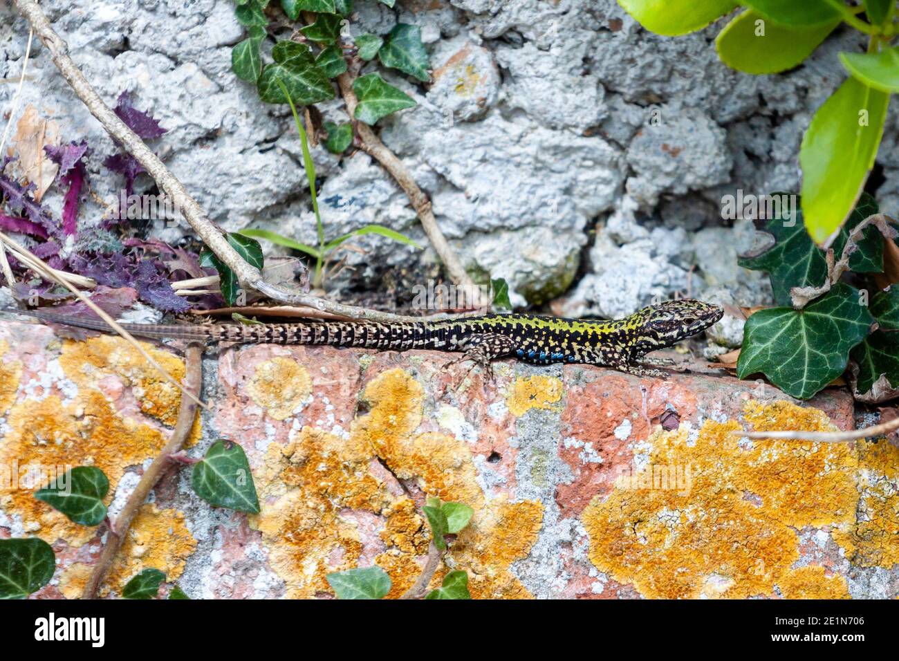 English lizards hi-res stock photography and images - Alamy