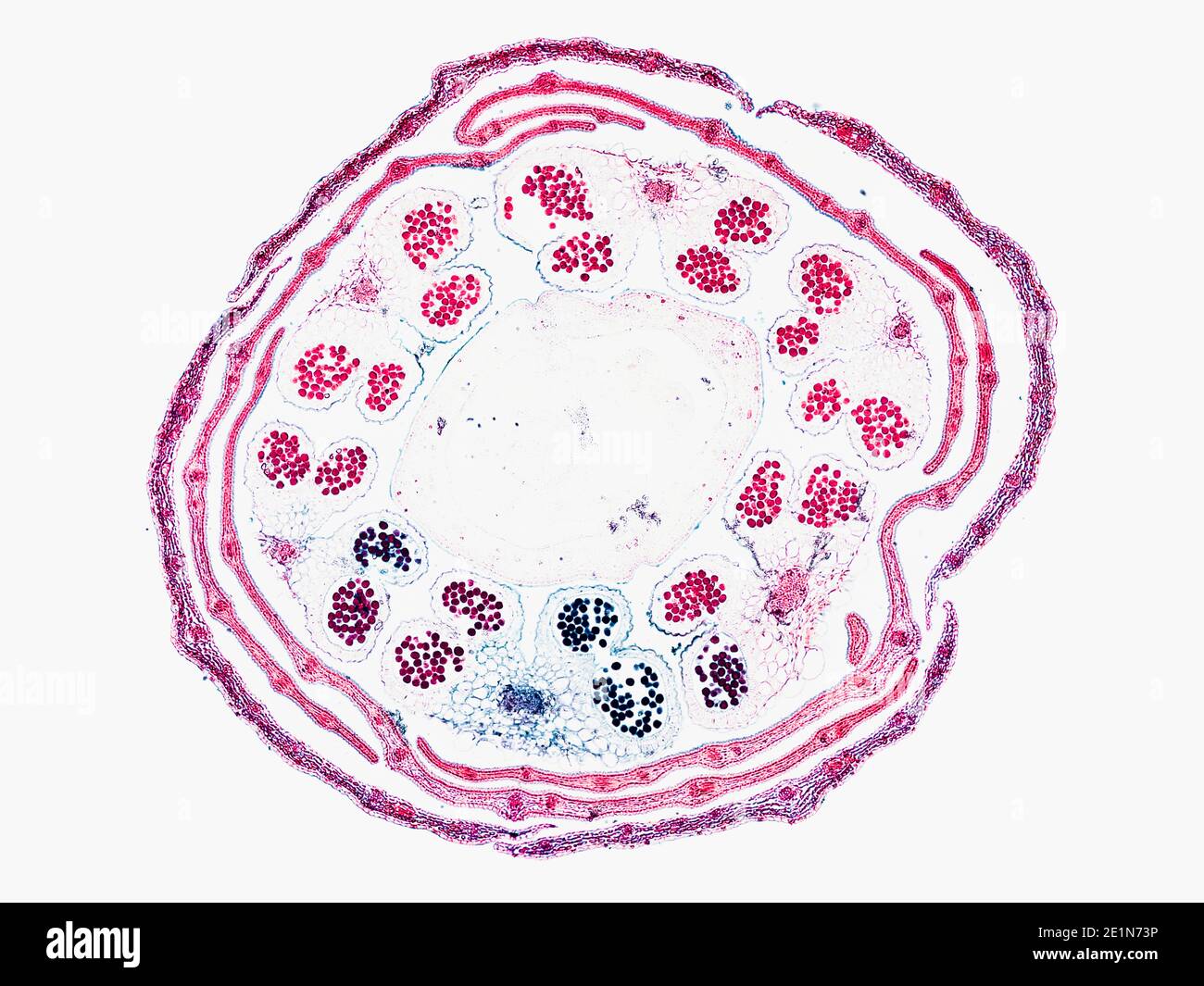 cross section cut under the microscope – microscopic view of plant ...