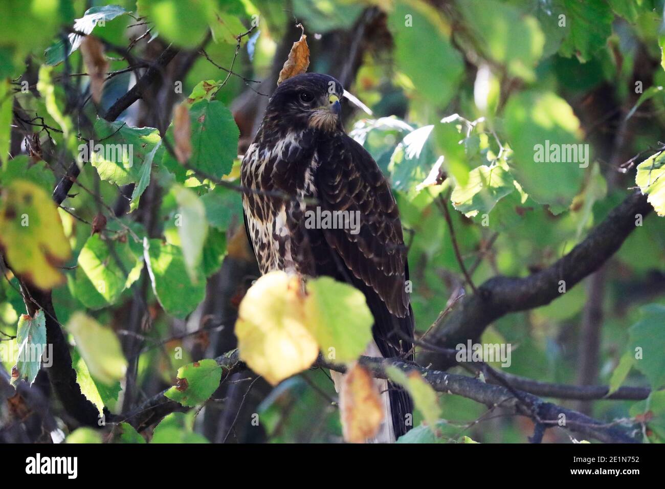 A common buzzard on a tree Stock Photo - Alamy