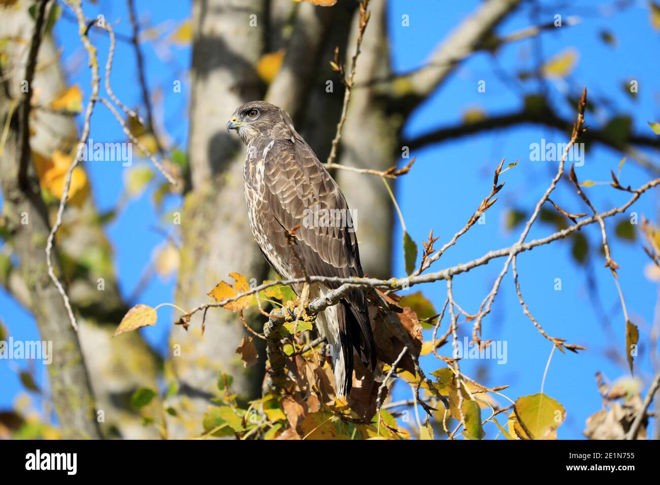 A common buzzard on a tree Stock Photo - Alamy