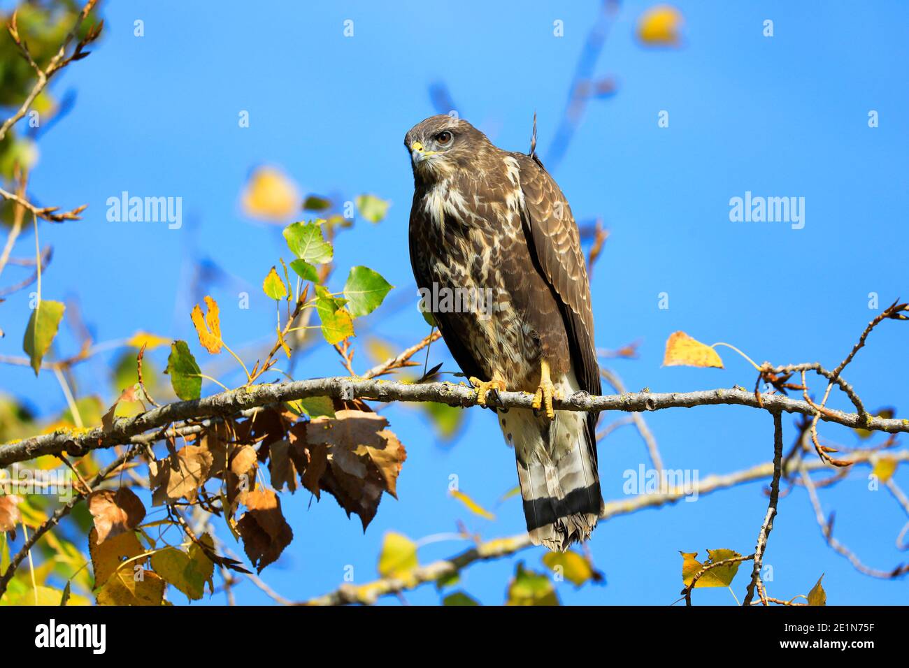 A common buzzard on a tree Stock Photo - Alamy