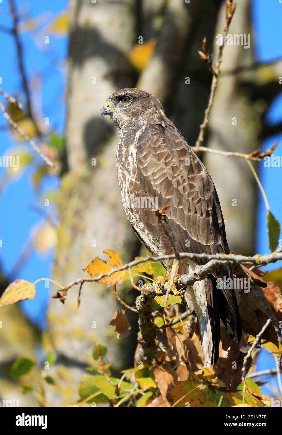 A common buzzard on a tree Stock Photo - Alamy