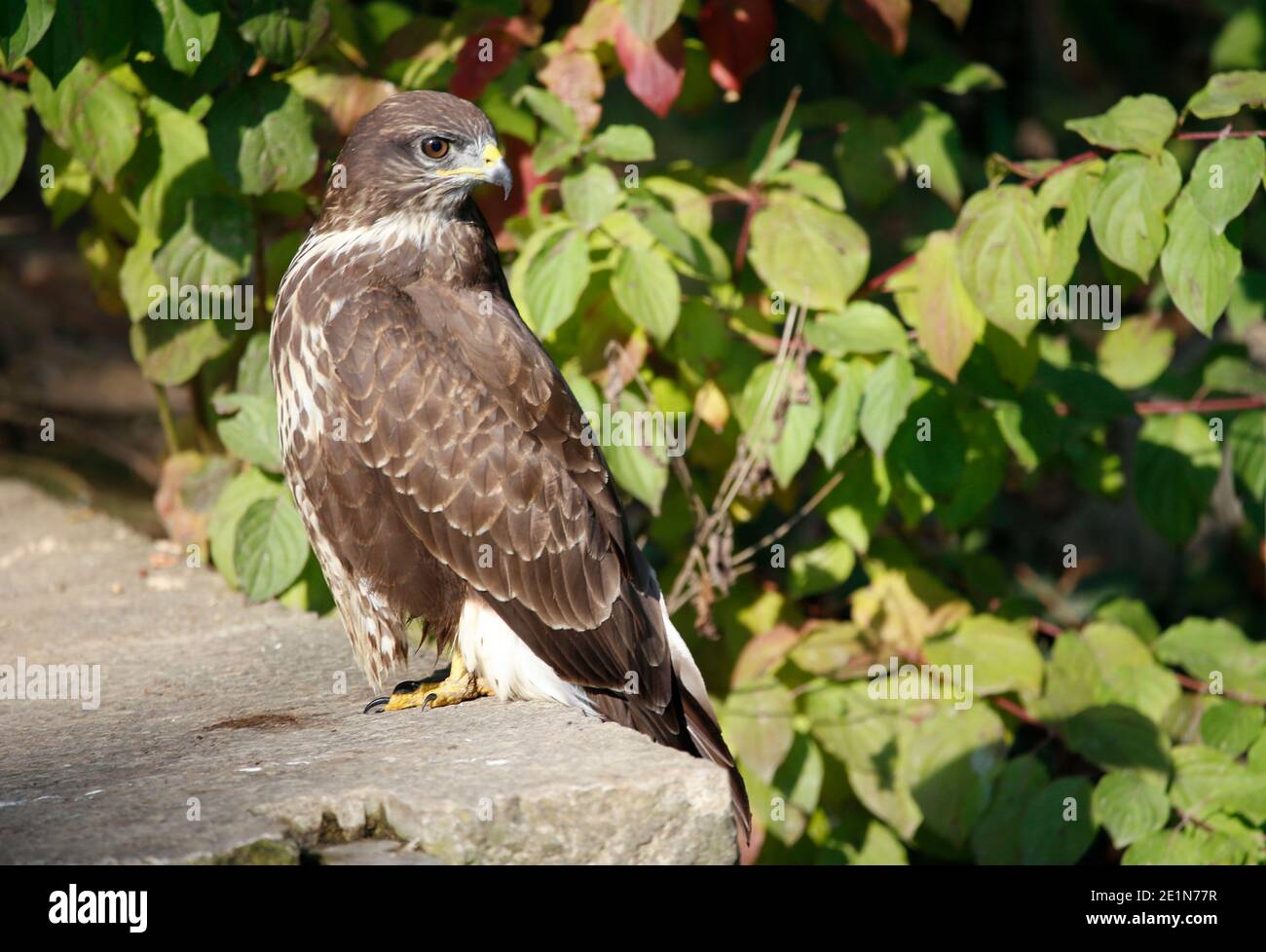 A common buzzard on a tree Stock Photo - Alamy