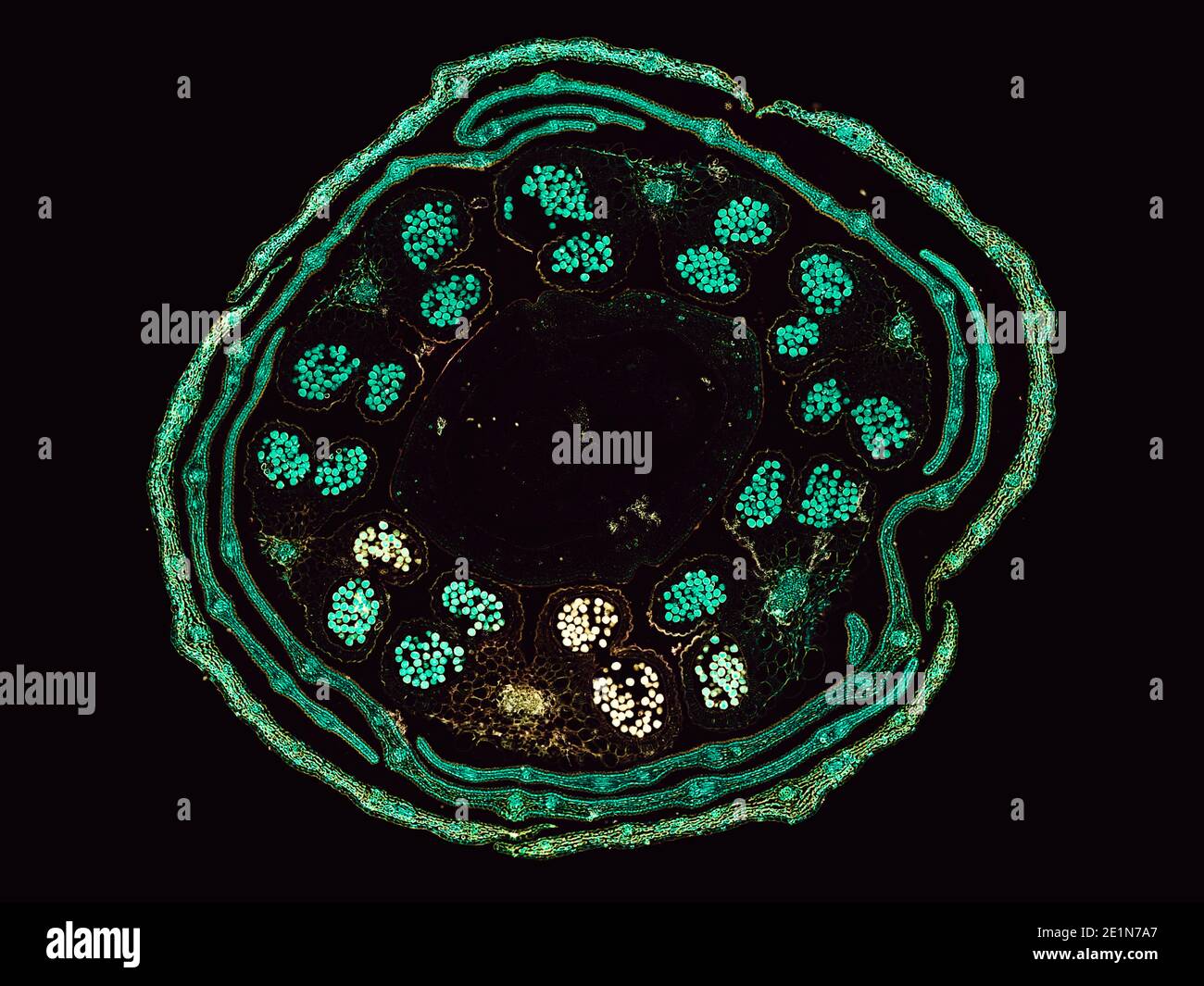 cross section cut under the microscope – microscopic view of plant ...