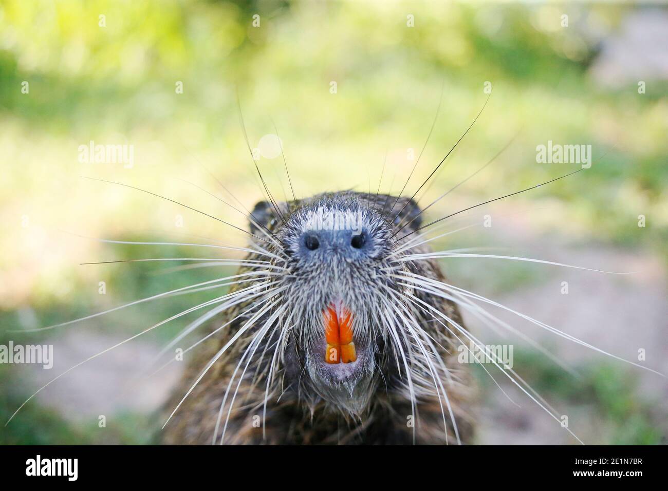 Nutria (myocastor coypus) in a Park, Germany Stock Photo - Alamy