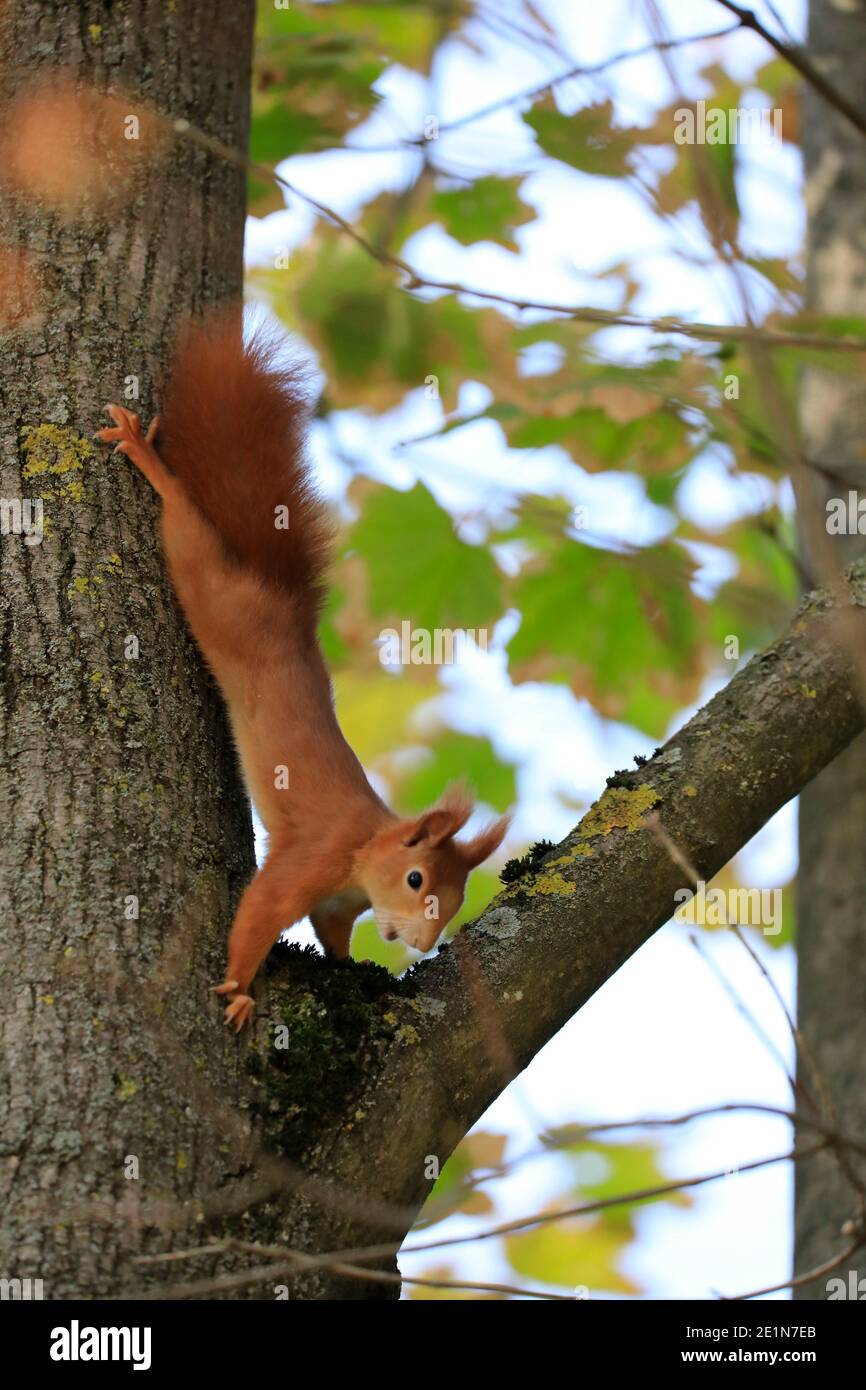 A red squirrel on a tree Stock Photo - Alamy