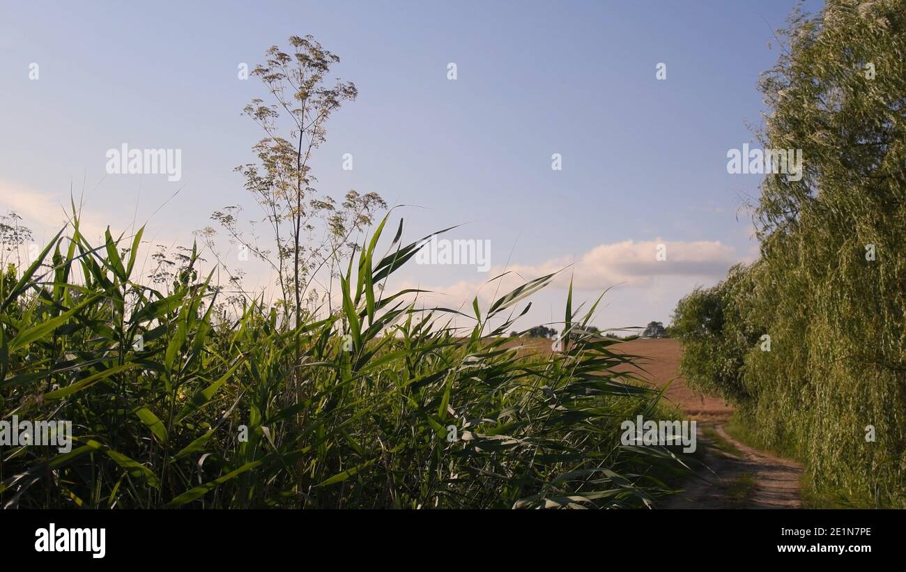 Willow thicket trail hi-res stock photography and images - Alamy