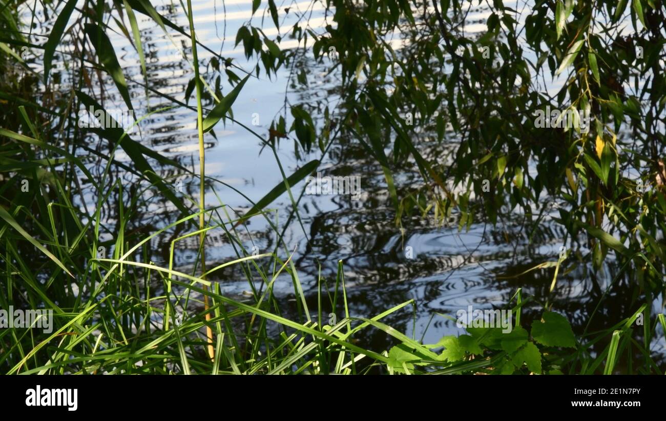 Wetlands nature blurred background. Swamp with reeds over wavy still ...