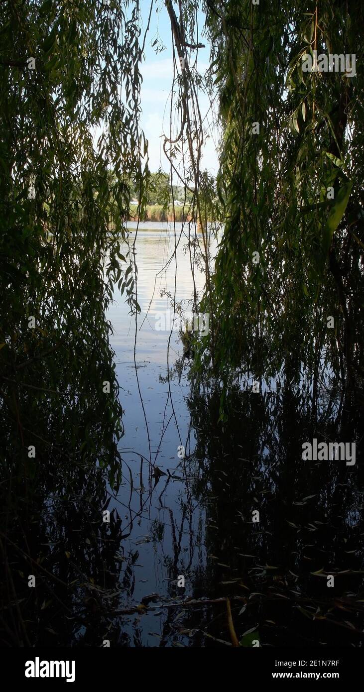 Willow tree with osier branches over lake water. Natural green tunnel ...