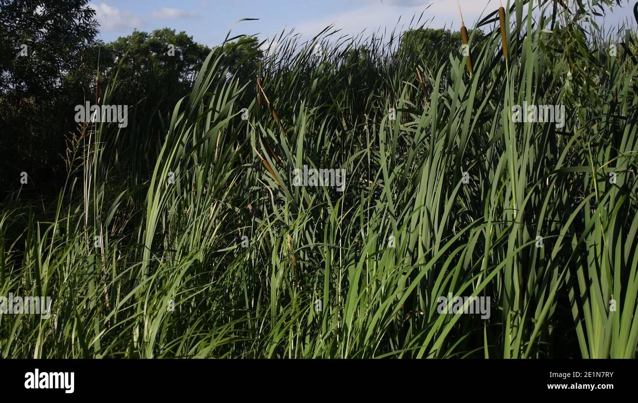 Typha latifolia rhizome hi-res stock photography and images - Alamy