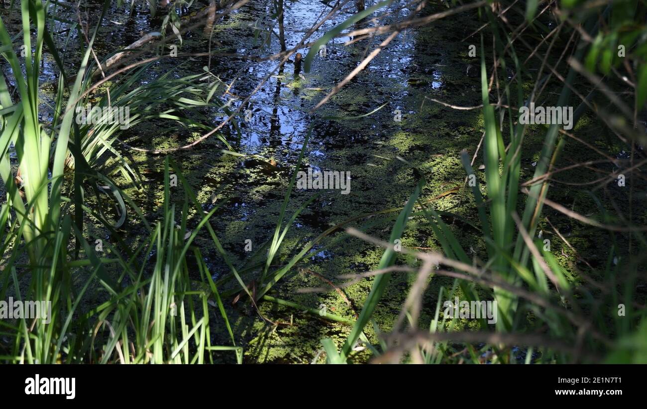 Defocused wetlands background. Wild swamp with reeds and duckweed ...