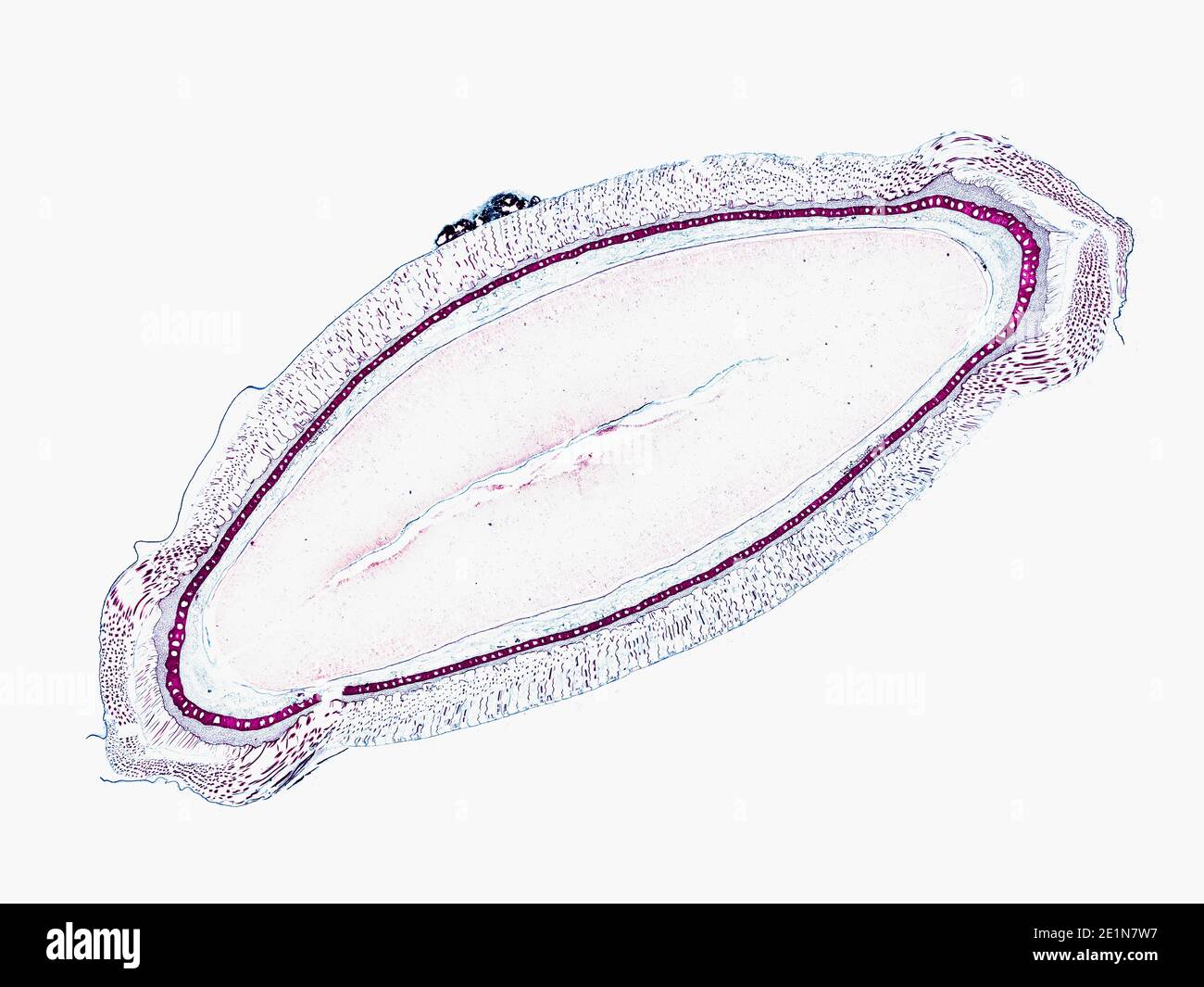 cross section cut under the microscope – microscopic view of plant ...