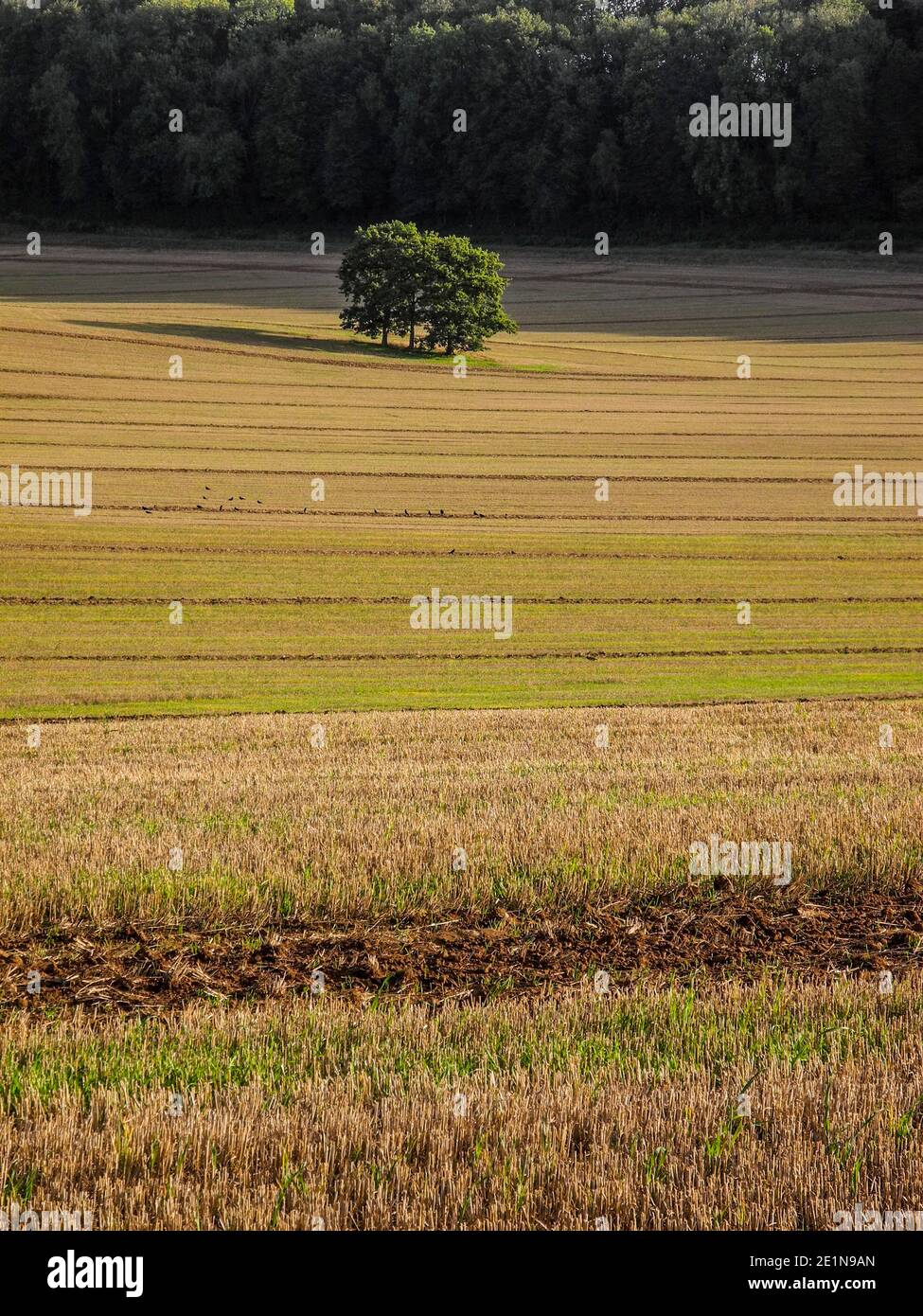 trees in a field Stock Photo - Alamy