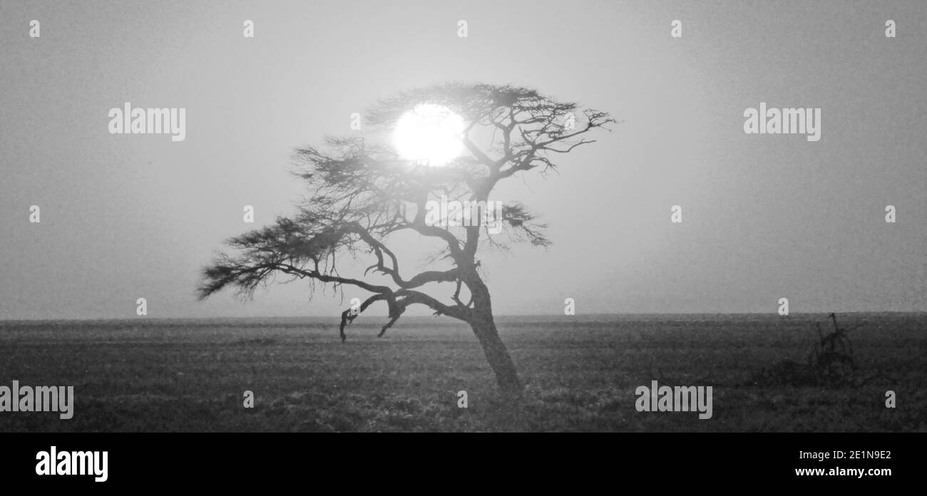Sunset dry tree Black and White Stock Photos & Images - Alamy