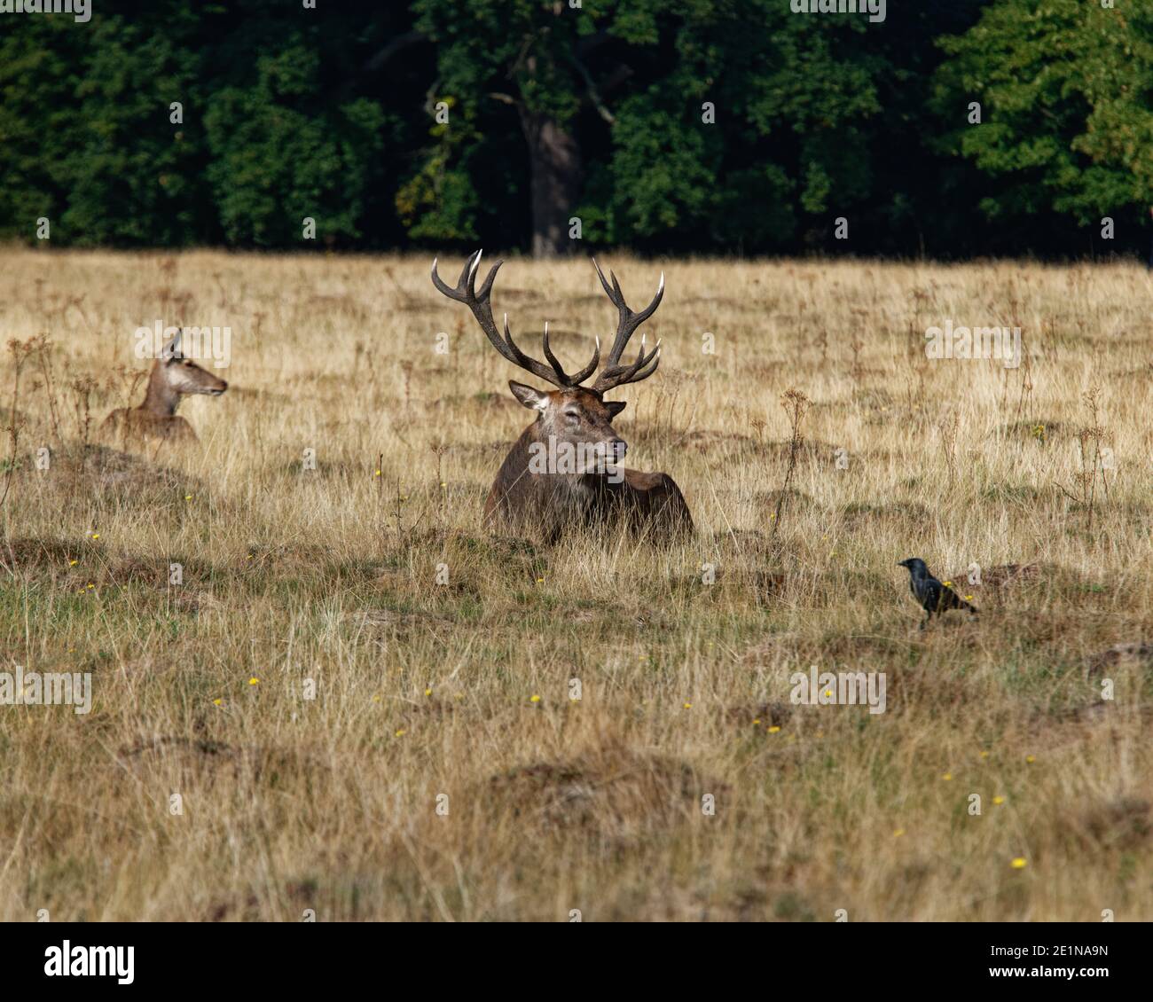 Male red deer with white tipped antlers resting on the ground in Royal ...