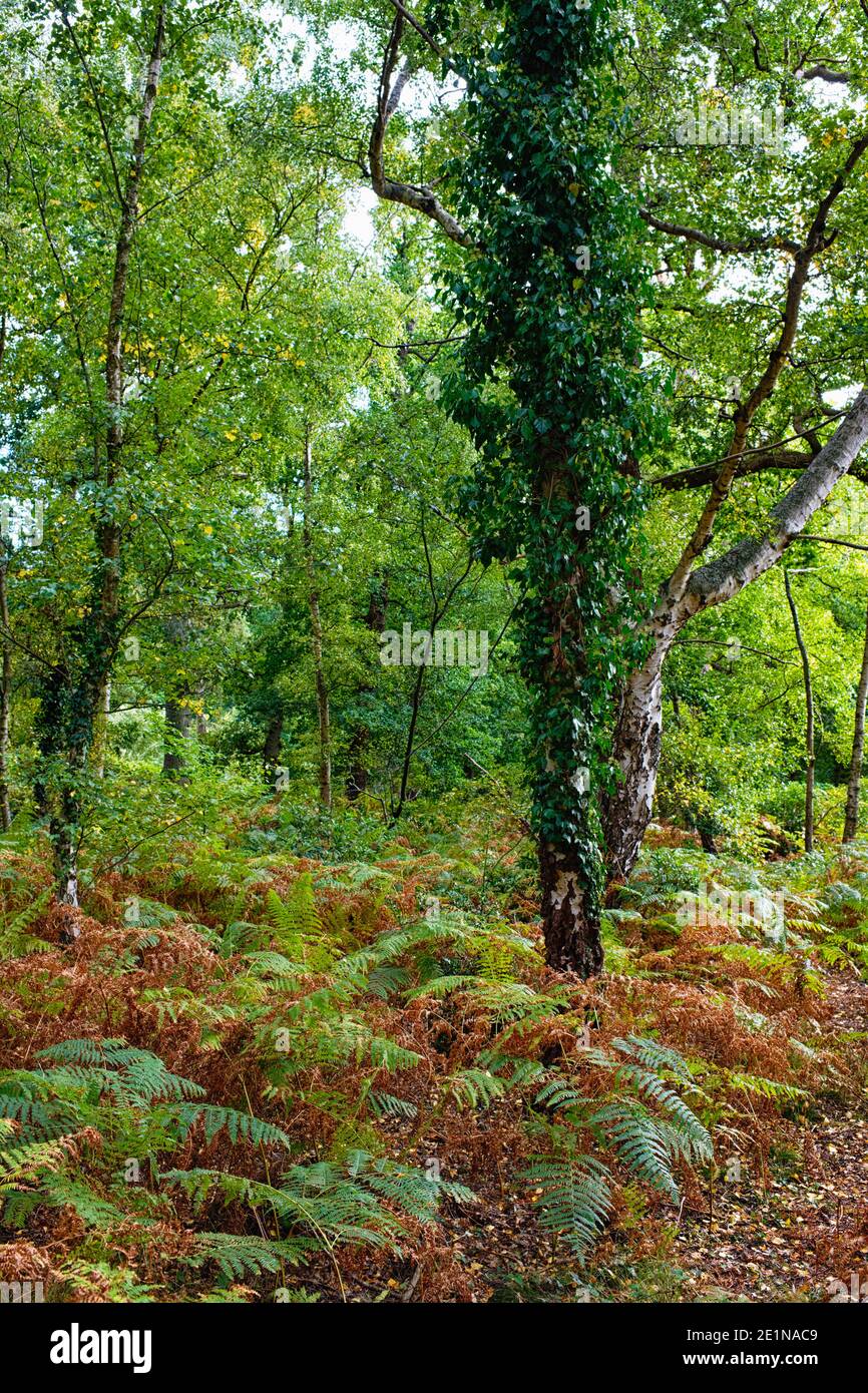 English Woodland Ferns High Resolution Stock Photography and Images - Alamy